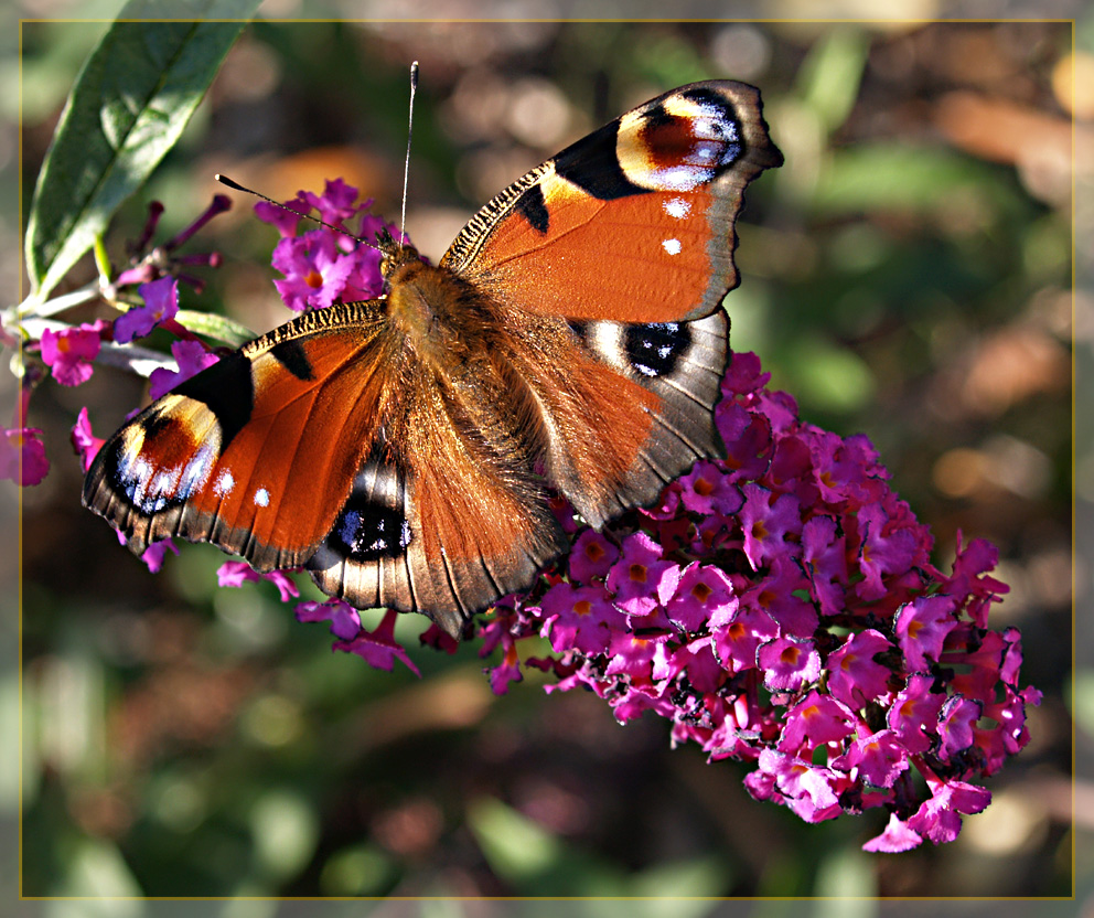 Pfauenauge Foto & Bild | natur, schmetterling, augenfalter Bilder auf ...