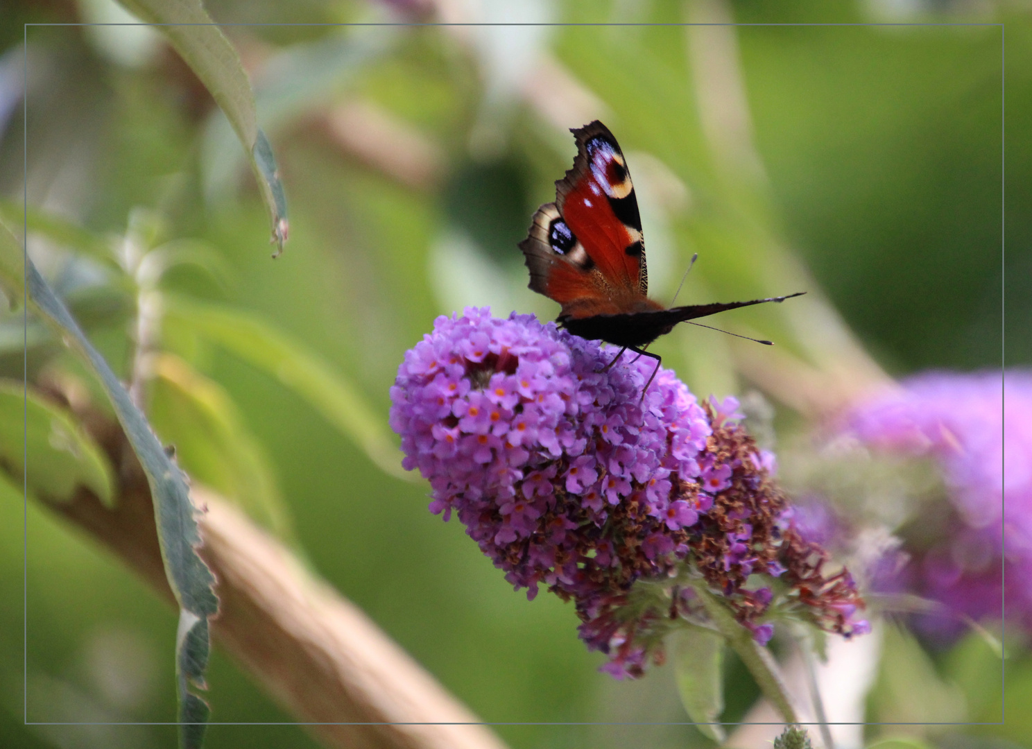 Pfauenauge ... Foto & Bild | nature, natur, landschaft Bilder auf ...