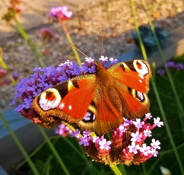 Pfauenauge Foto & Bild | landschaft, lebensräume, tiere Bilder auf ...