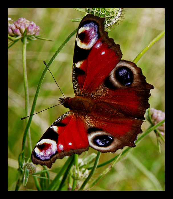 Pfauenauge Foto & Bild | tiere, zoo, wildpark & falknerei, insekten ...