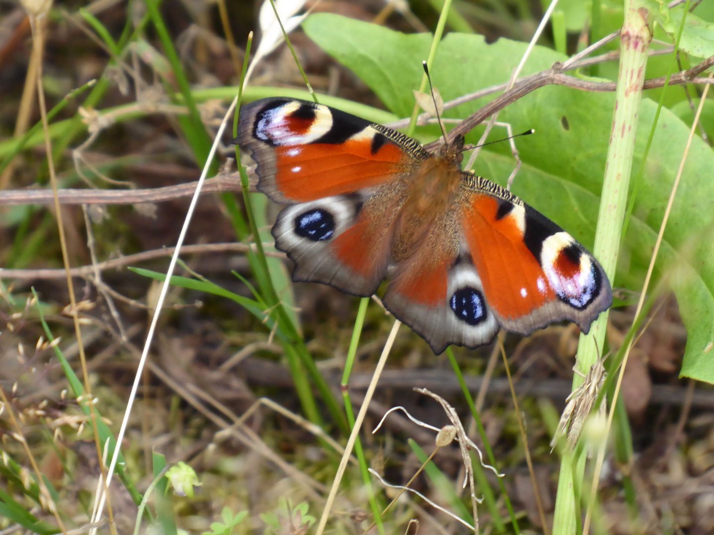 Pfauenauge Foto & Bild | tiere, wildlife, schmetterlinge Bilder auf ...