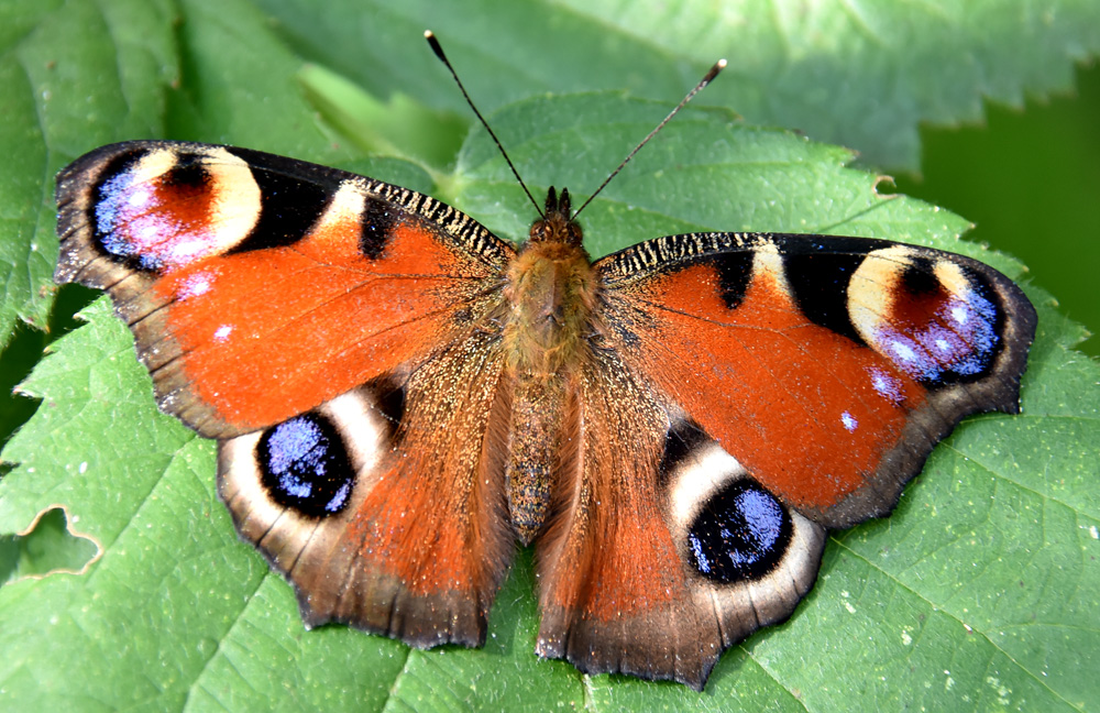 Pfauenauge Foto & Bild | tiere, wildlife, schmetterlinge Bilder auf ...