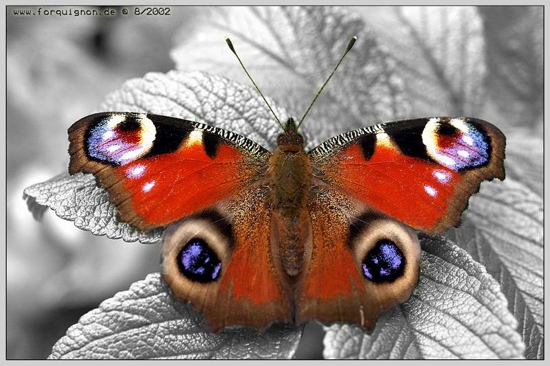 Pfauenauge Foto & Bild | tiere, wildlife, schmetterlinge Bilder auf ...