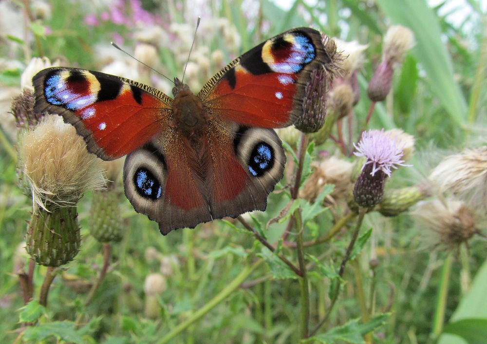 Pfauenauge ... Foto & Bild | natur, landschaft, pflanzen Bilder auf ...
