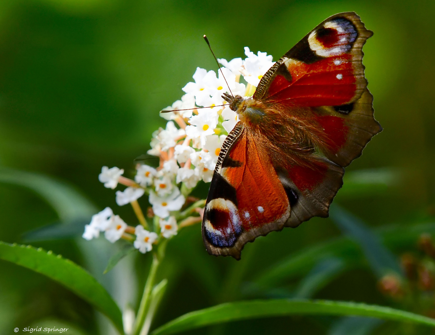 Pfauenauge... Foto & Bild | natur, schmetterling, insekten Bilder auf ...