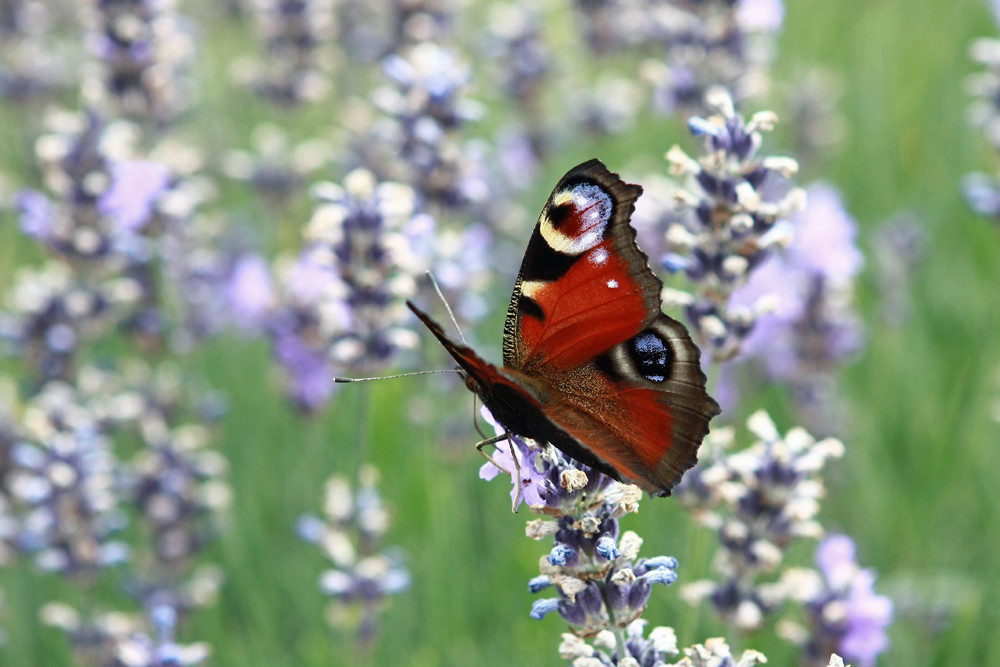 Pfauenauge Foto & Bild | tiere, zoo, wildpark & falknerei, insekten ...