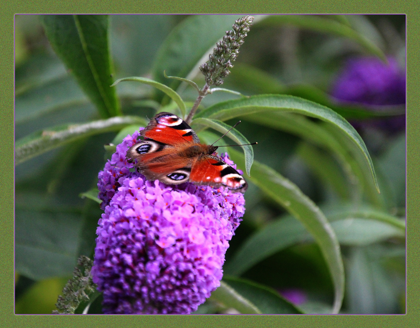 Pfauenauge ... Foto & Bild | fotos, natur, landschaft Bilder auf ...