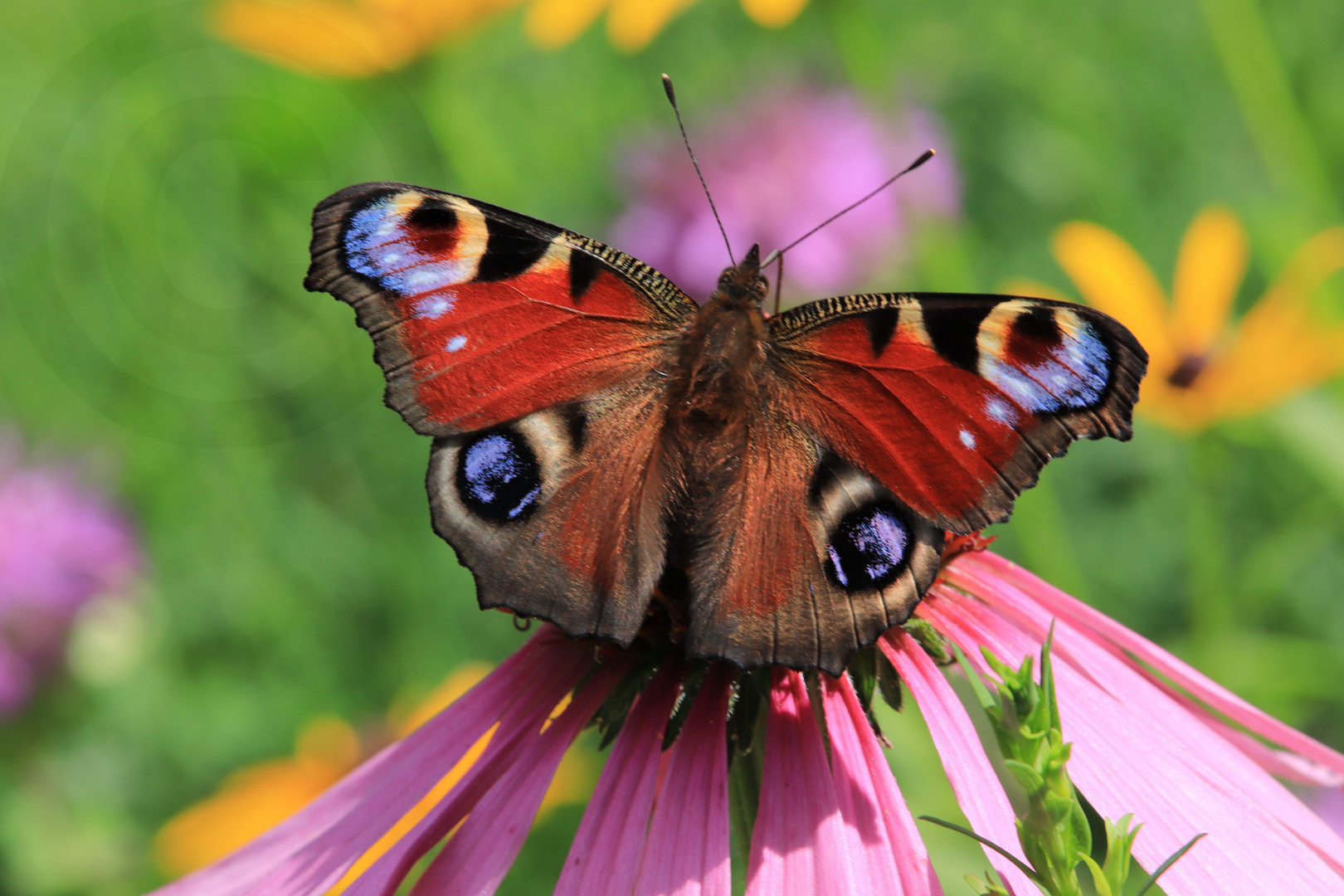 Pfauenauge Foto & Bild | tiere, sommer, makro Bilder auf fotocommunity