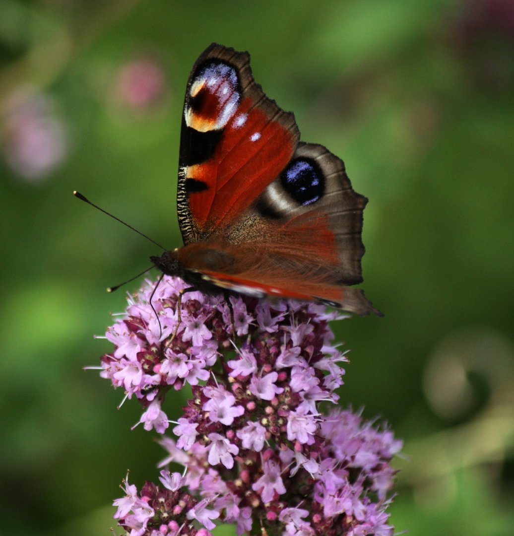 Pfauenauge im Garten Foto & Bild | tiere, wildlife, schmetterlinge ...