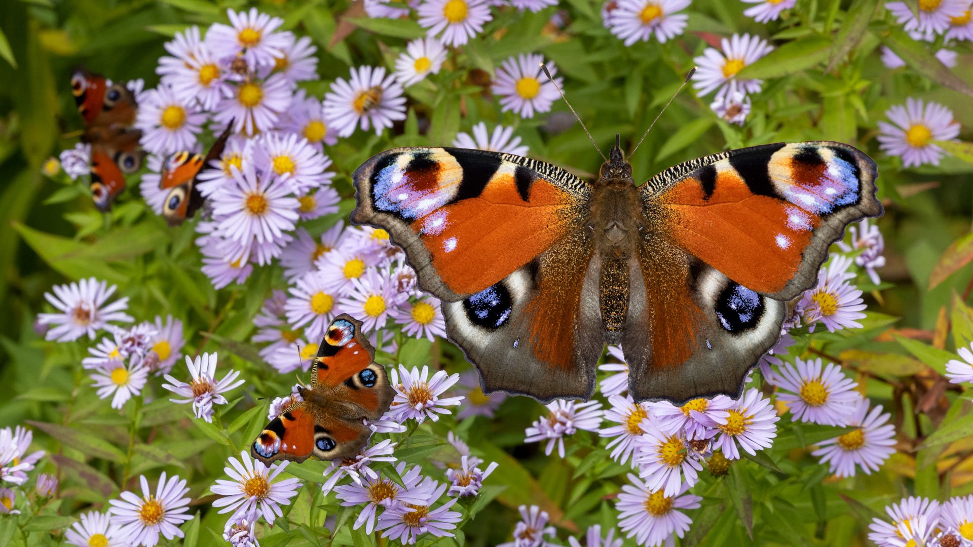 Pfauenauge und Astern Foto & Bild | natur, insekten, wildlife Bilder ...