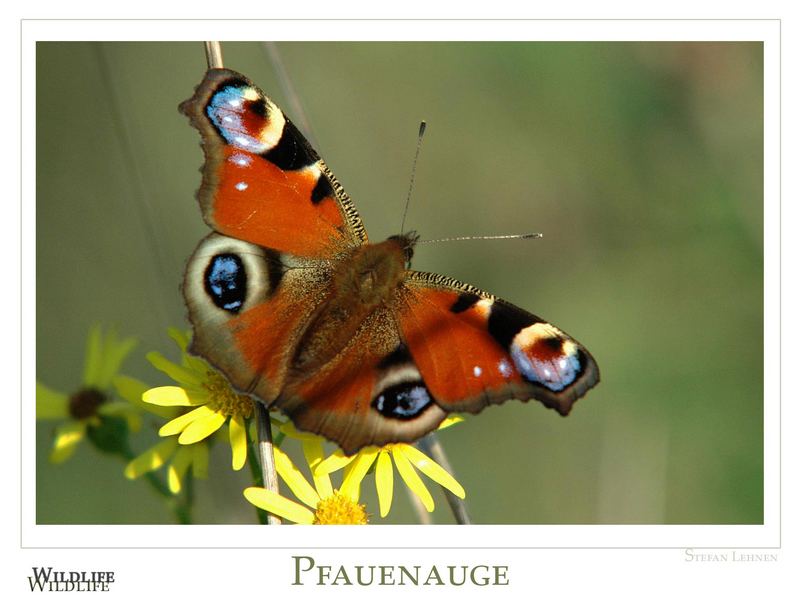 Pfauenauge_104135_1 Foto & Bild | tiere, wildlife, schmetterlinge ...