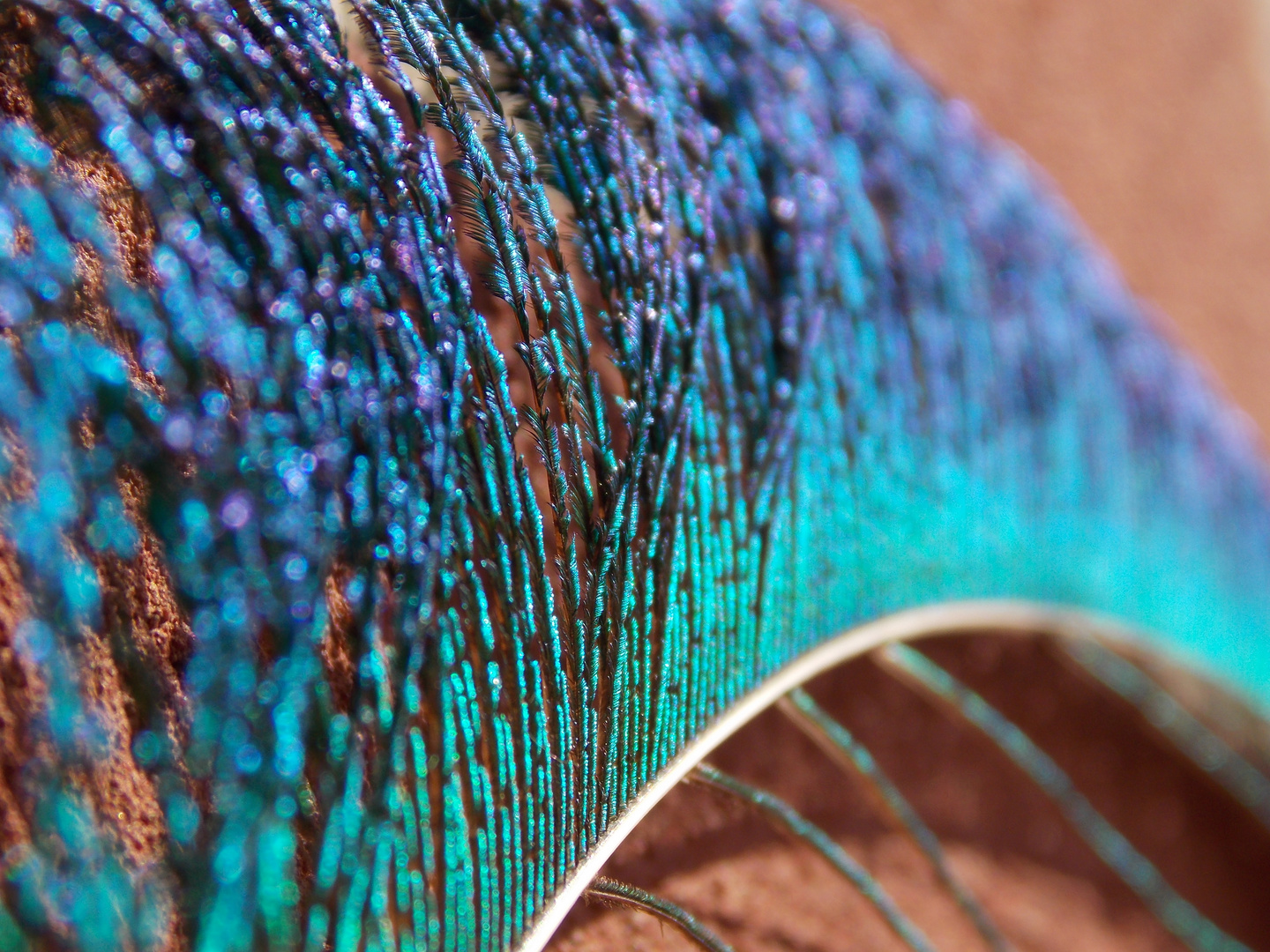 Pfauenfeder Foto & Bild | tiere, tierdetails, insekten/blumen/stil ...