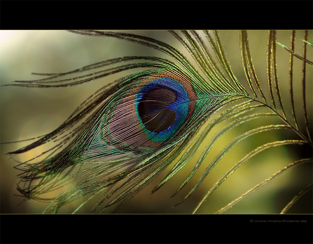 Pfauenfeder Foto & Bild | natur-makros, natur-kreativ ...