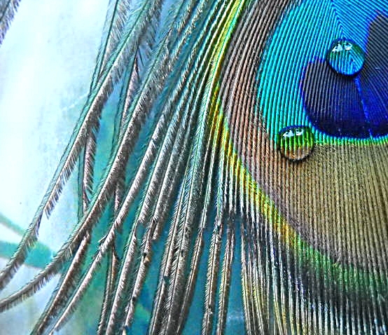 Pfauenfeder. Foto & Bild | experimente, wasser, tropfen Bilder auf ...