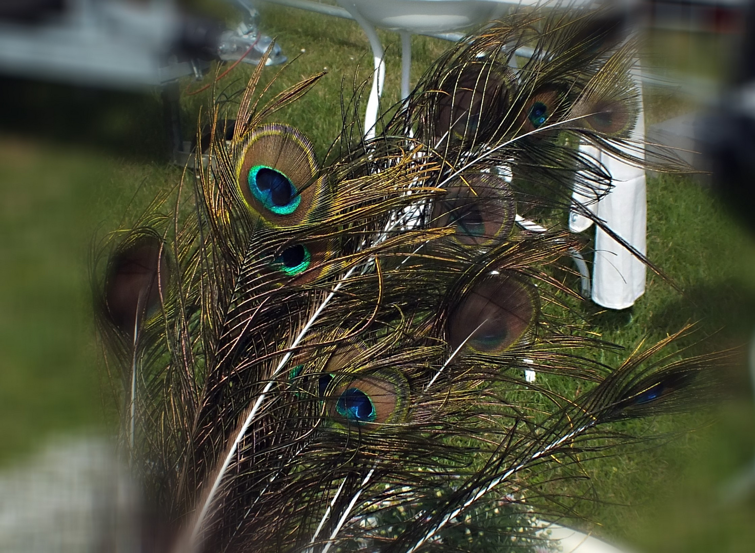 Pfauenfeder Foto & Bild | tiere, tierdetails, fauna Bilder auf ...