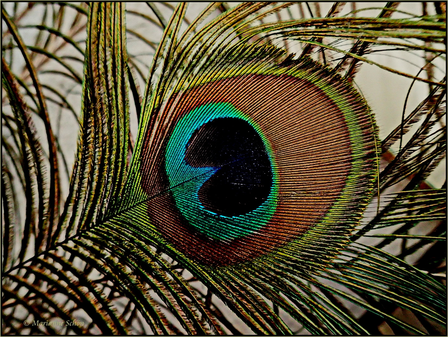 Pfauenfeder Foto & Bild | spezial, dokumentation, bäume Bilder auf ...