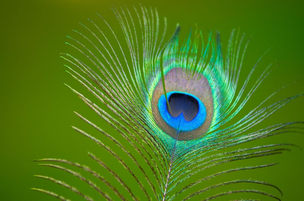Pfauenfeder Foto & Bild | natur-makros, natur-kreativ ...