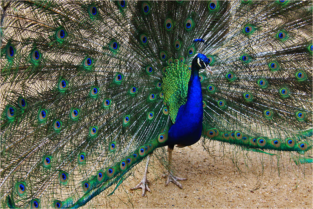 Pfauenrad Foto & Bild | tiere, zoo, wildpark & falknerei, vögel Bilder ...