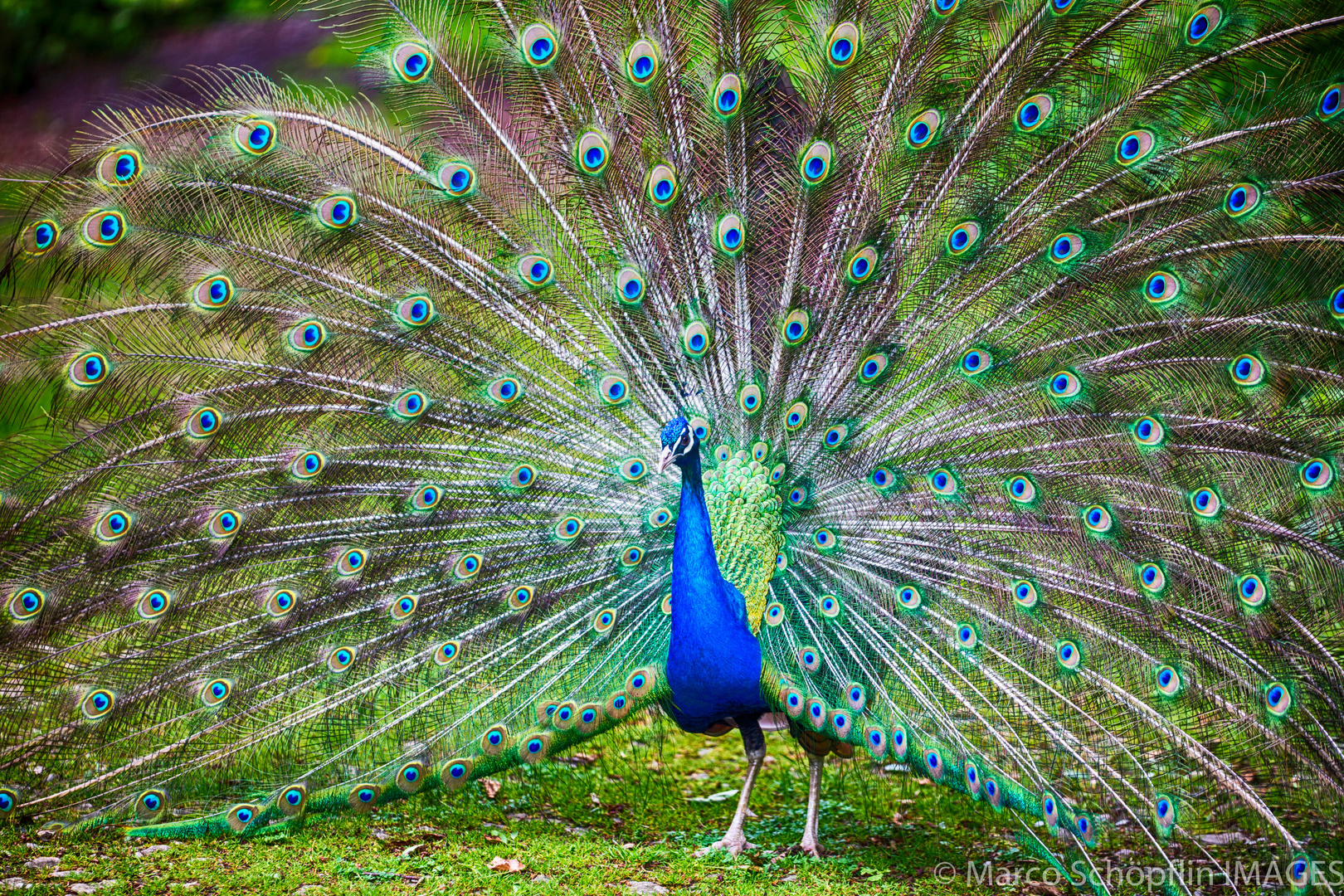 Pfauenrad Foto & Bild | natur, tiere, vögel Bilder auf fotocommunity