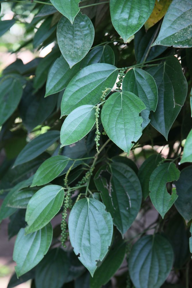 Pfeffer Foto & Bild | africa, eastern africa, stillleben Bilder auf ...