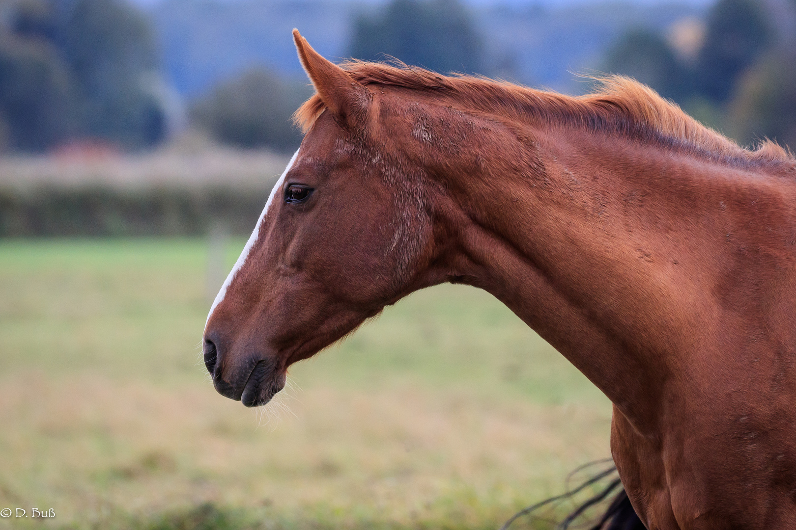 Pferd Foto & Bild | tiere, haustiere, pferde, esel, maultiere Bilder ...