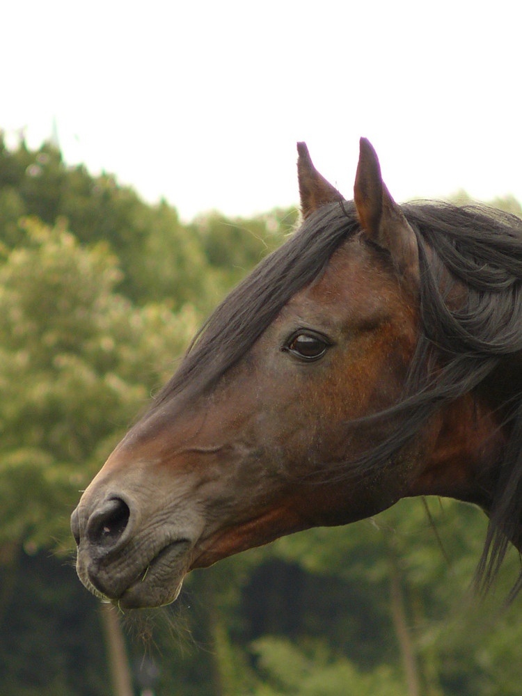 Pferd Foto & Bild | tiere, natur Bilder auf fotocommunity