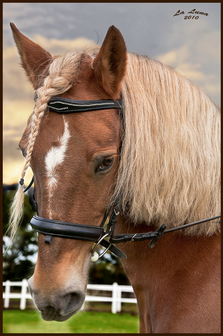 Pferd Foto & Bild | tiere, pferd, natur Bilder auf fotocommunity
