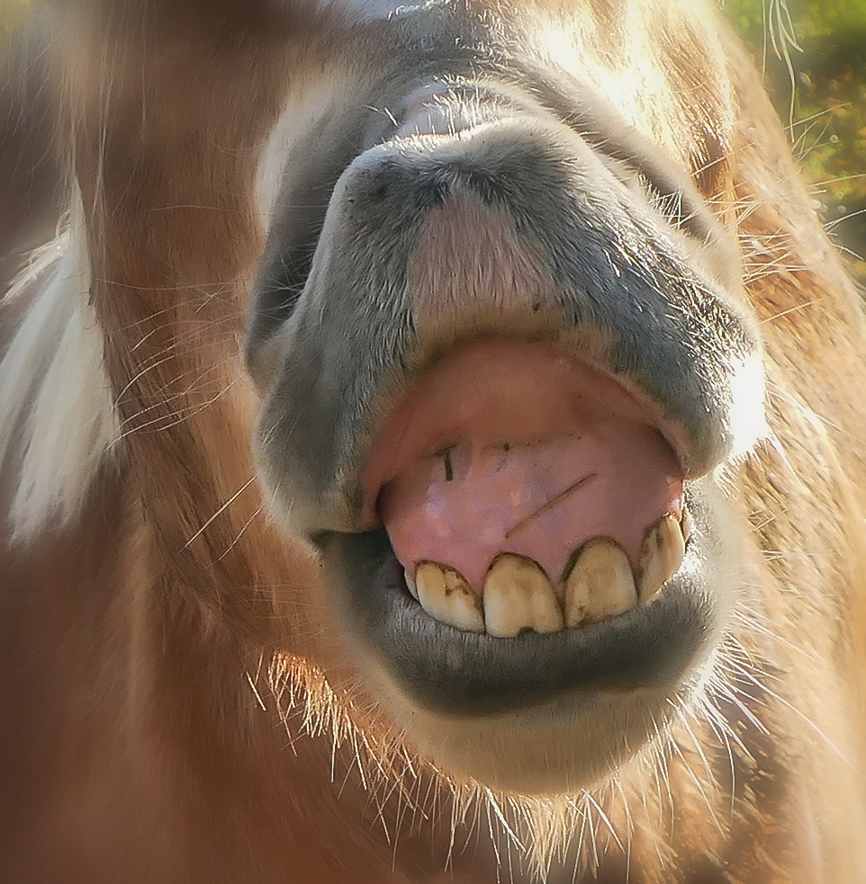 Pferd freut sich Foto & Bild | tiere, tierdetails, natur Bilder auf ...