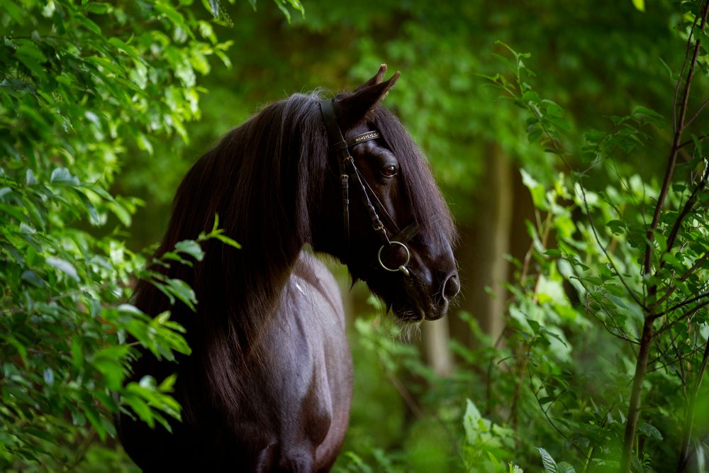 Pferd im Wald Foto & Bild | tiere, portraits, natur Bilder auf fotocommunity