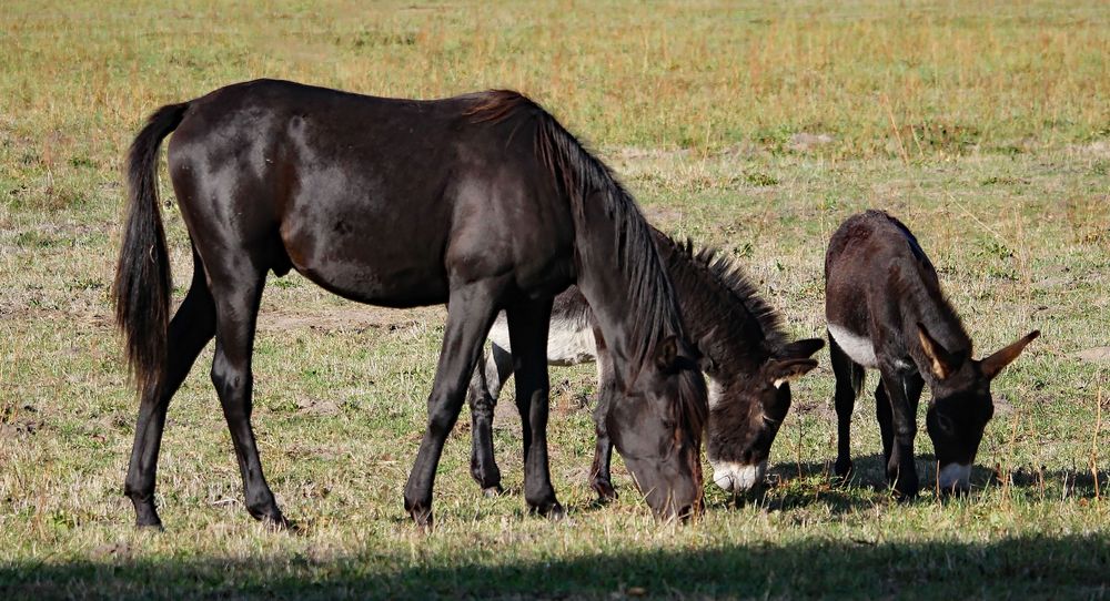 Pferd und Esel gemeinsam auf Weideplatz Foto & Bild | tiere, haustiere ...