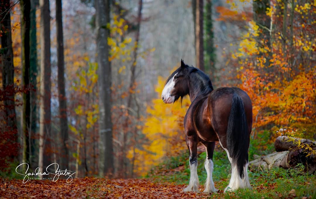 Pferde Foto & Bild | pferd, fotos, natur Bilder auf fotocommunity