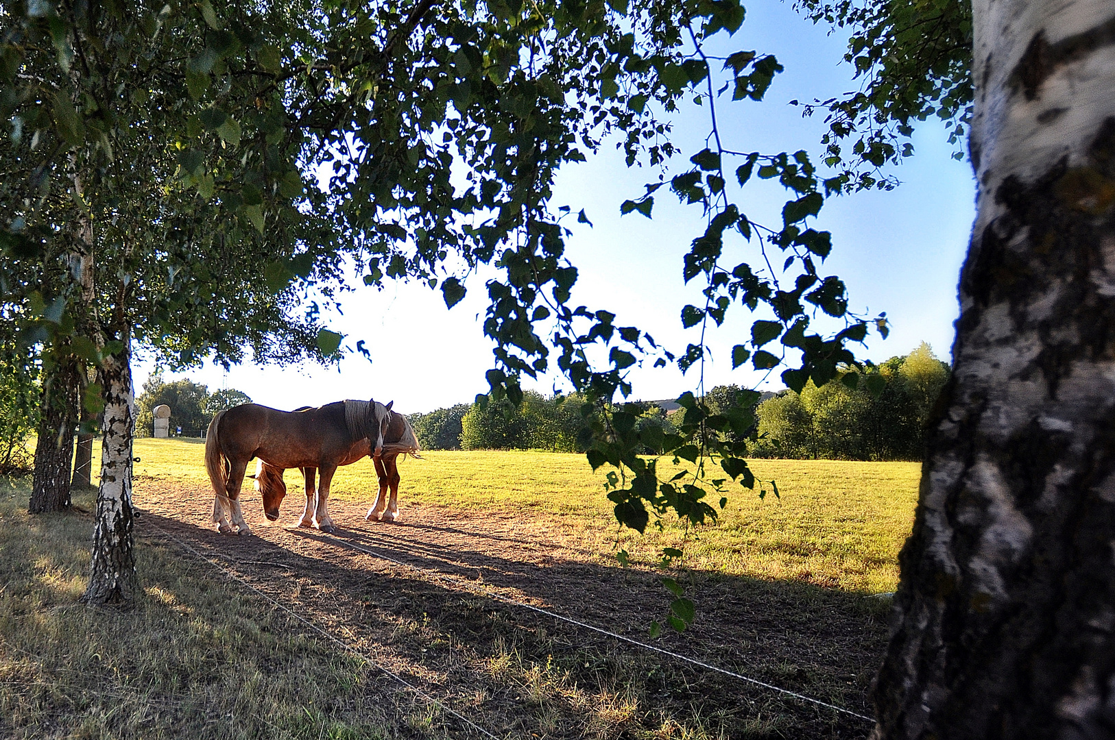 Pferde auf der Weide Foto & Bild | natur, landschaft, pferde Bilder auf ...