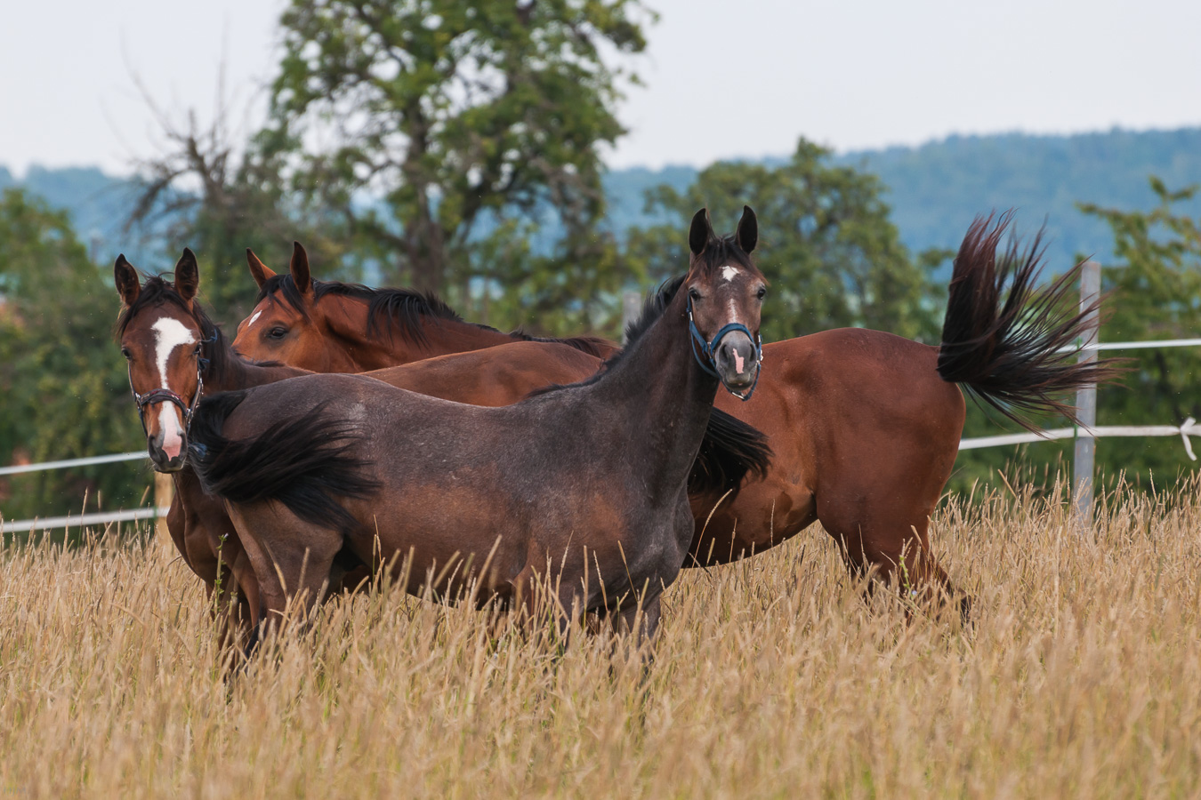 Pferde auf der Weide Foto & Bild | tiere, haustiere, landschaft Bilder ...