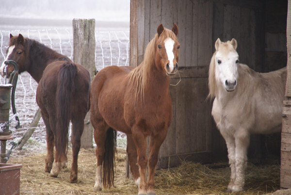 Pferde im Winter auf der Koppel Foto & Bild | tiere, haustiere, pferde ...