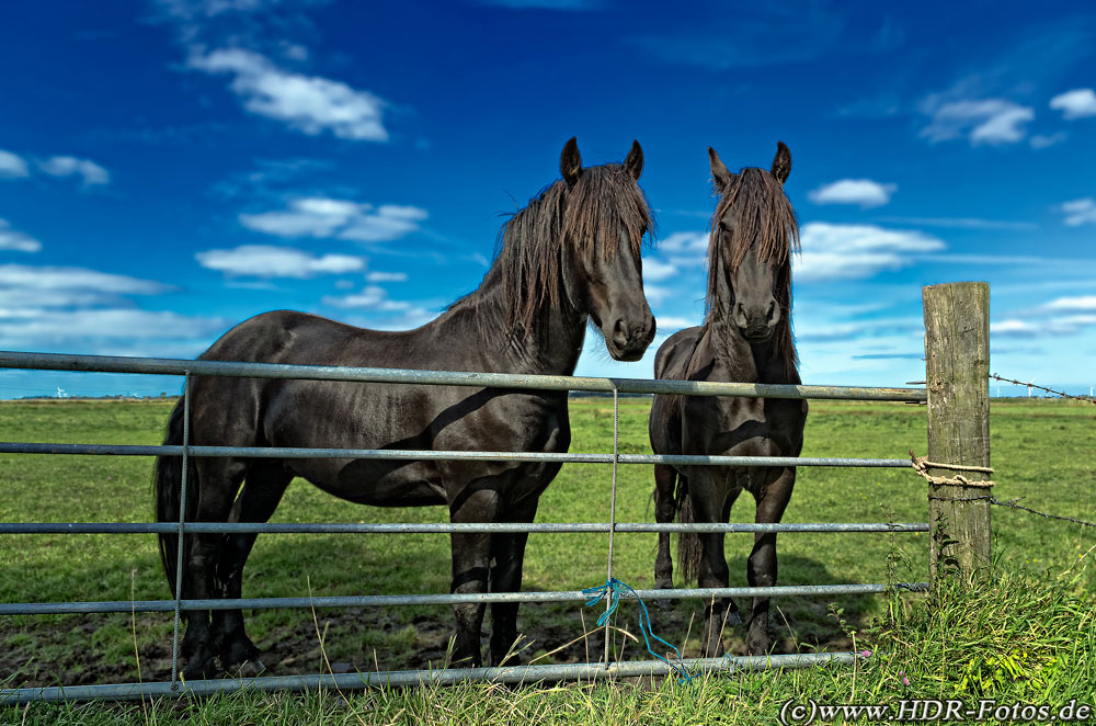 Pferde vor einem Gatter (www.HDR-Fotos.de) Foto & Bild | tiere ...