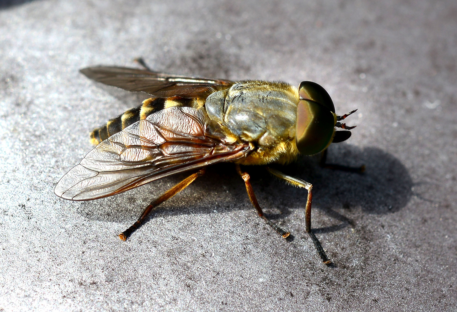 Pferdebremse Foto & Bild | natur-makros, natur-kreativ ...