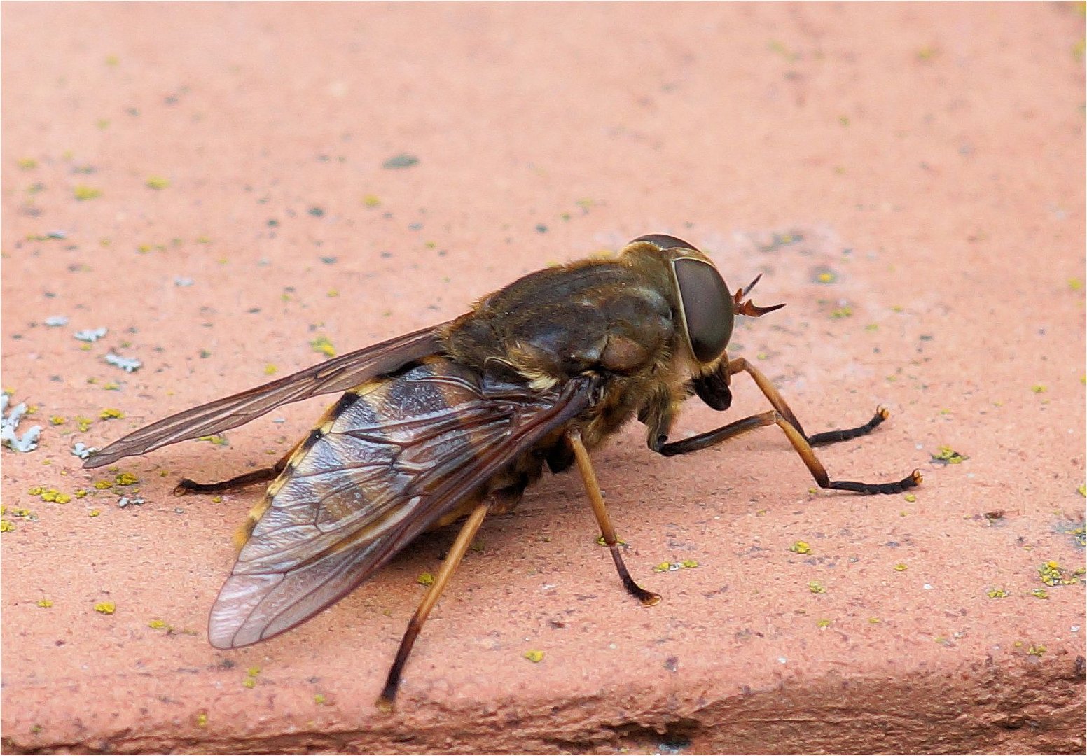 Pferdebremse Foto & Bild | tiere, wildlife, insekten Bilder auf ...