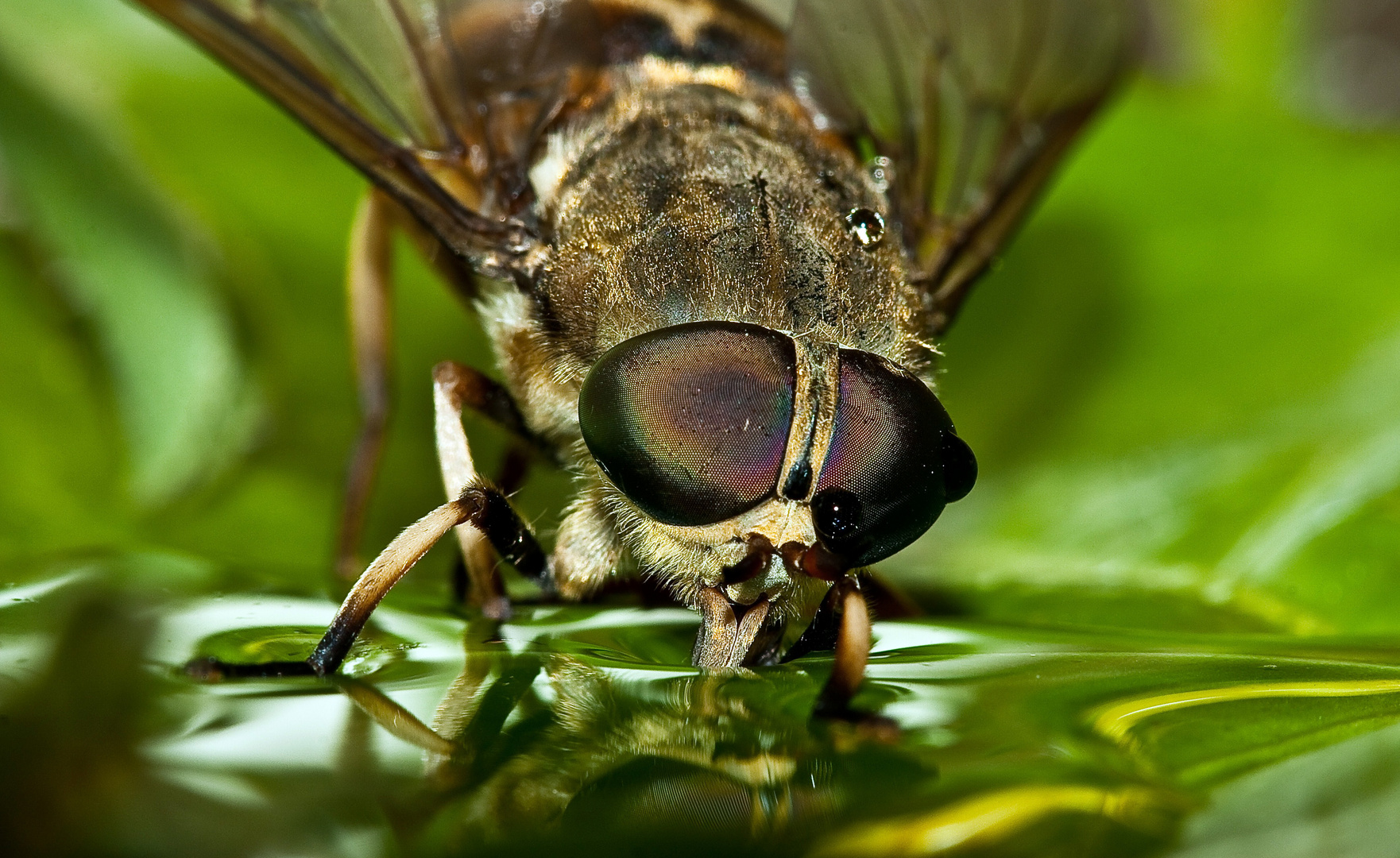 Pferdebremse Foto & Bild | natur, tiere, tierdetails Bilder auf ...