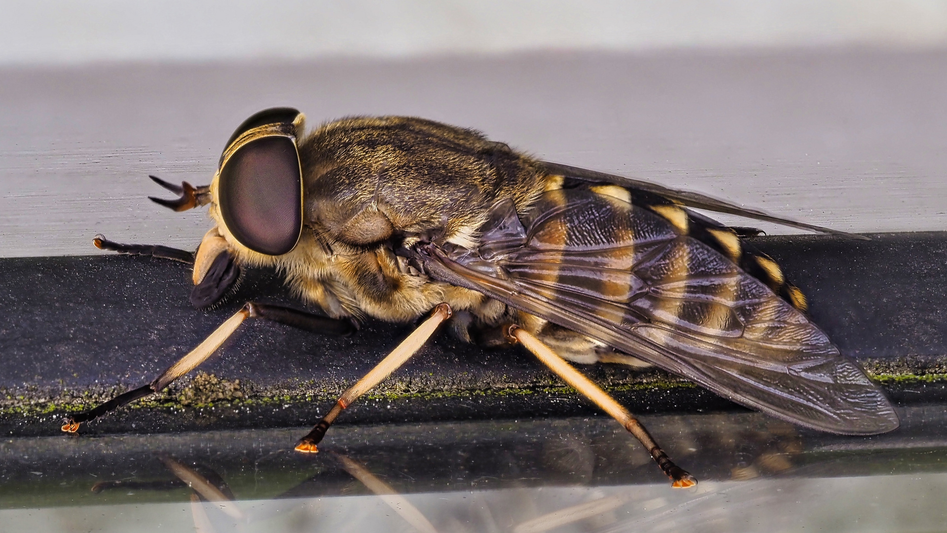 Pferdebremse Foto & Bild | tiere, tierdetails, natur Bilder auf ...