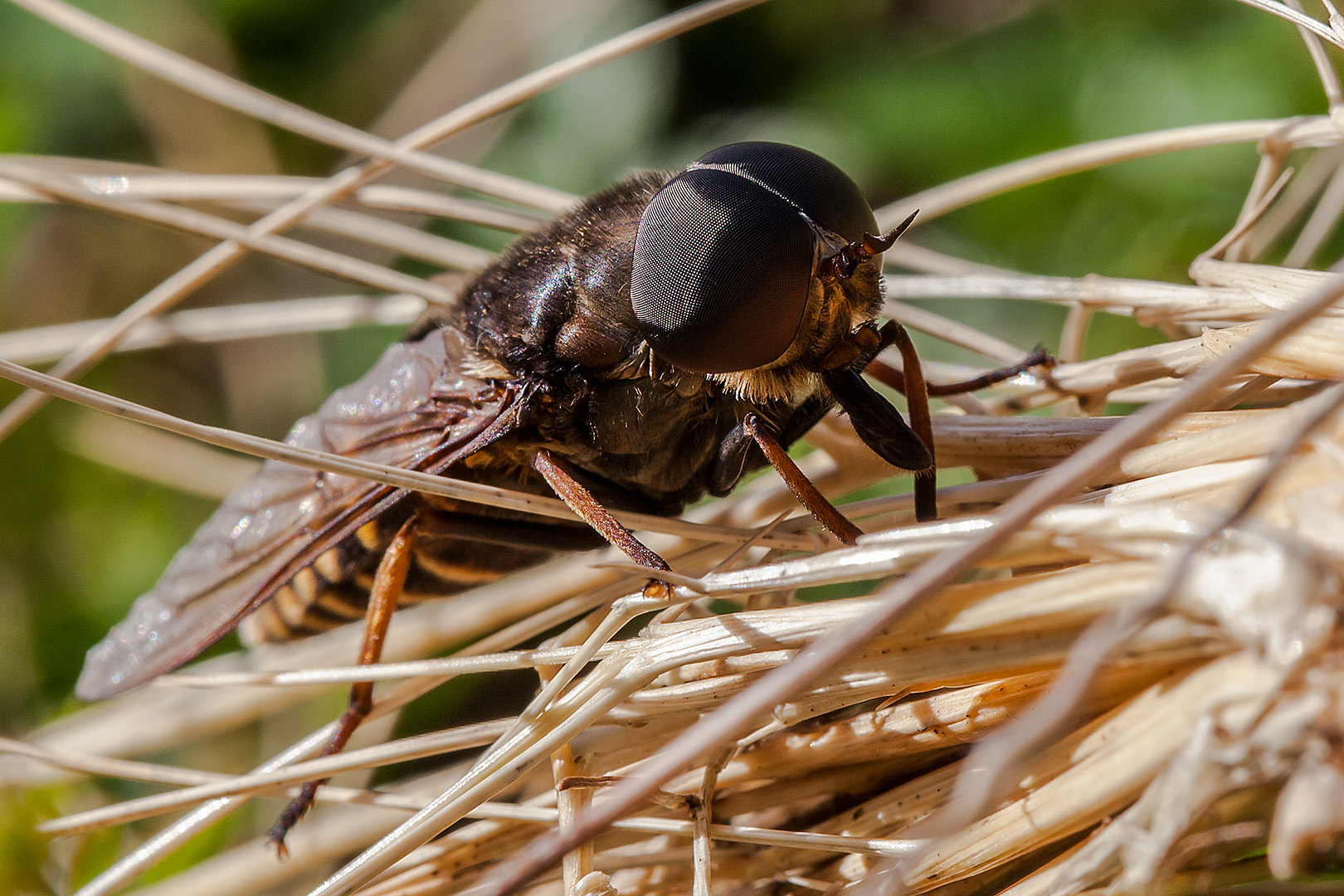 Pferdebremse? Foto & Bild | tiere, wildlife, insekten Bilder auf ...