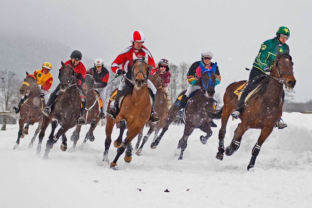 Pferderennen Foto & Bild | sport, jahreszeiten, winter Bilder auf fotocommunity