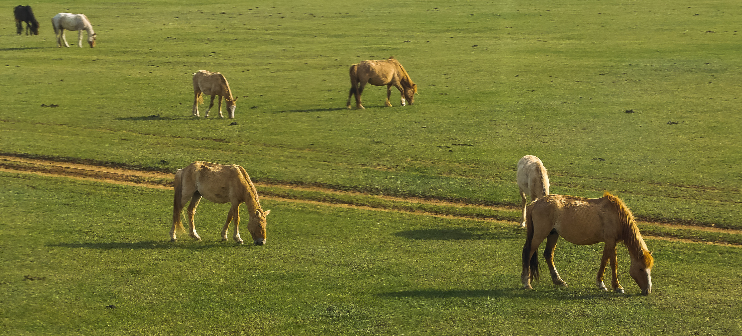 Pferdeweide Foto & Bild | natur, pferde, romantik Bilder auf fotocommunity