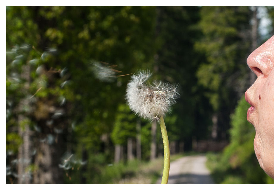 pfffff Foto & Bild | pflanzen, pilze & flechten, blüten ...