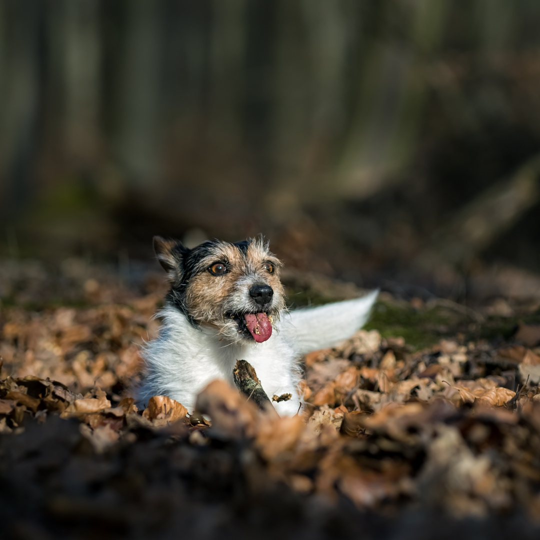 Pfffffft .... Foto & Bild | wald, hunde, hund Bilder auf fotocommunity