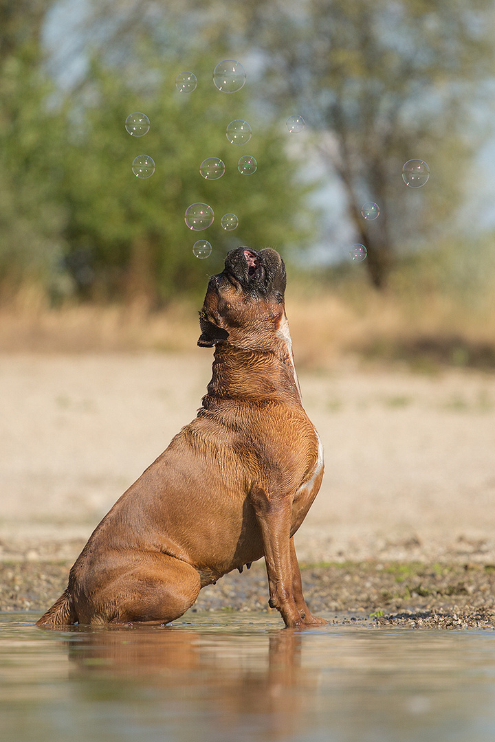 Pffffft Foto & Bild | tiere, haustiere, hunde Bilder auf fotocommunity