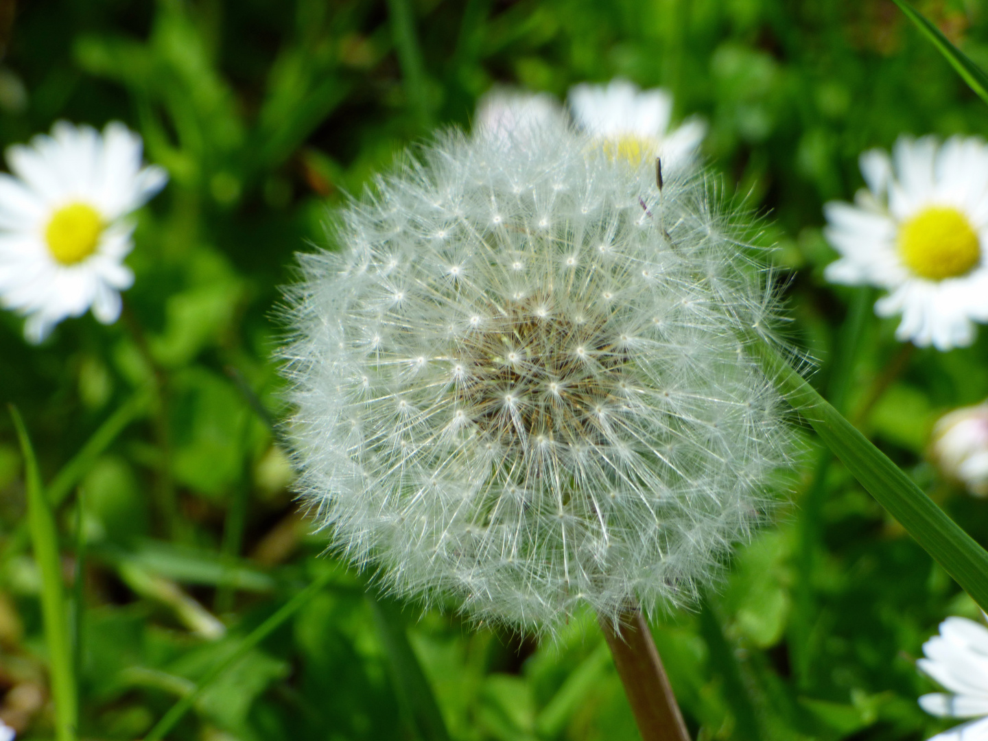 Pffffttt... Foto & Bild | fotos, wiese, natur Bilder auf fotocommunity