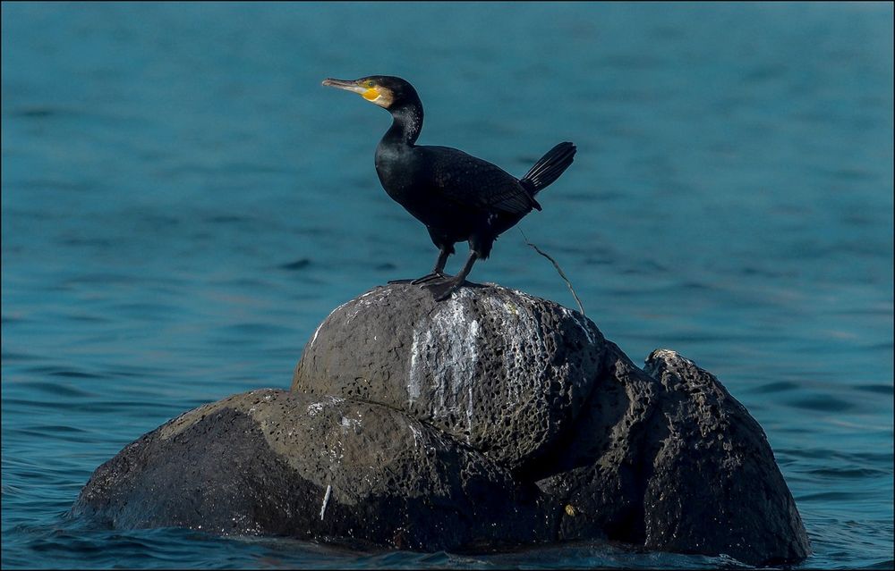 Pffff!!!!!Y'a plus d'intimité!! photo et image | oiseaux, nature ...