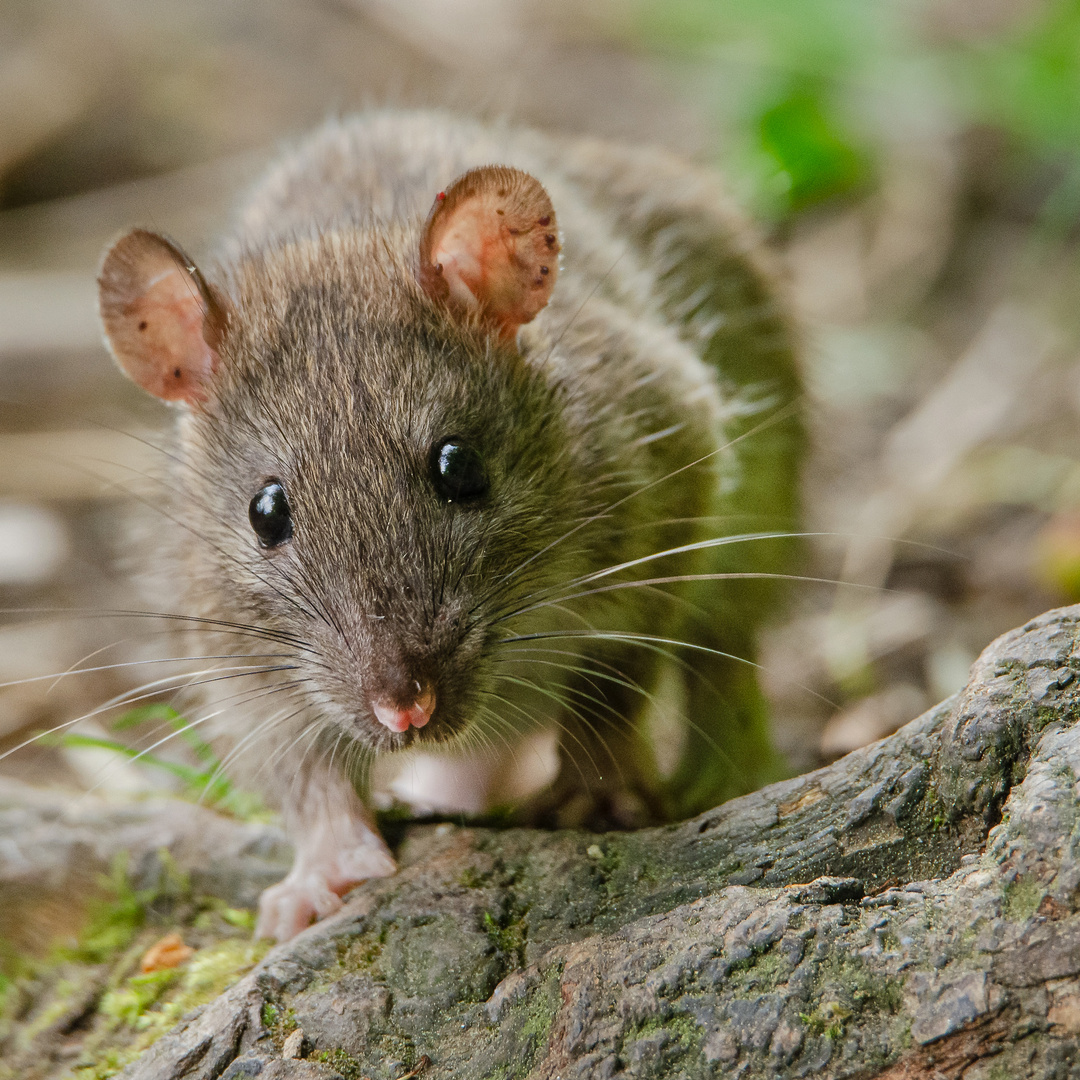 Pfiffige-Ratte Foto & Bild | tiere, wildlife, säugetiere Bilder auf ...