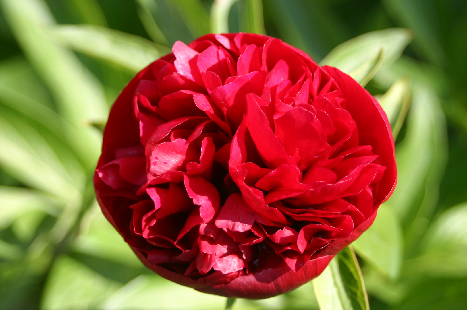 (Pfingst) Rose Foto & Bild | rosen, natur, landschaft Bilder auf ...