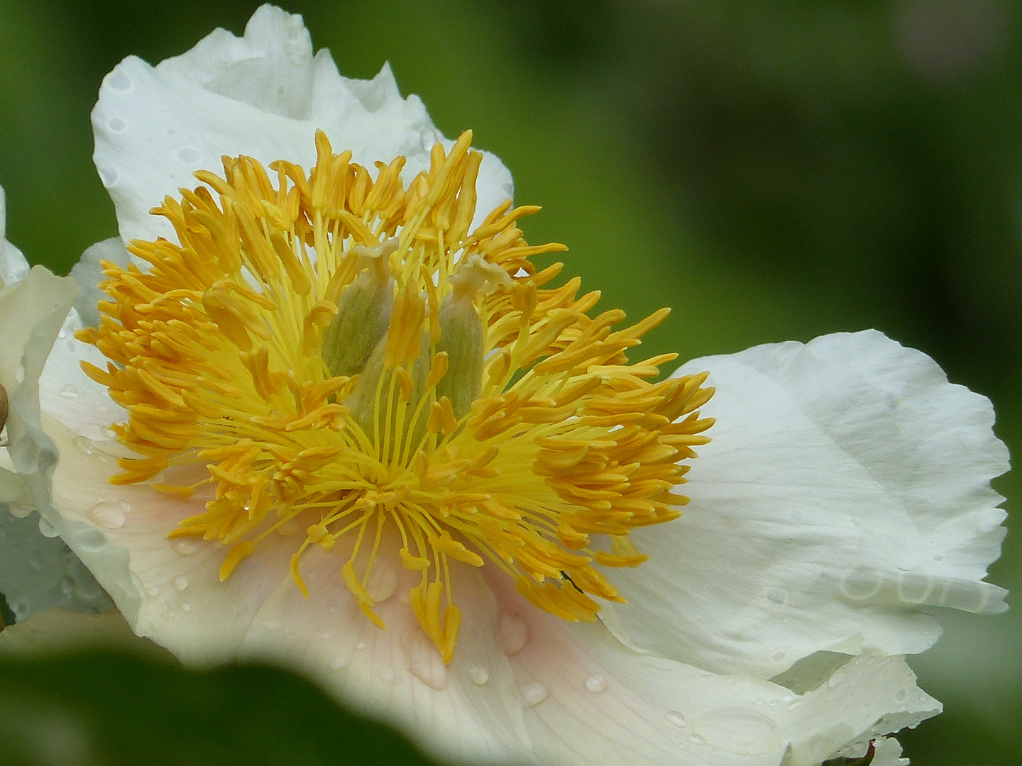 -Pfingst - Rose - Foto & Bild | pflanzen, pilze & flechten, blüten ...